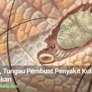 Scabies Tungau Pembuat Penyakit Kulit Mengerikan | FUMIDA
