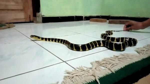 Waspadai 5 Tempat Ular Bersembunyi Di Rumahmu | FUMIDA